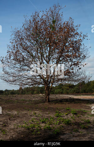 Forest burnt by forest and heath fire, Maasduinen National Park ...