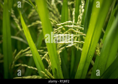 Beautiful rice fields growing up in countryside Stock Photo - Alamy