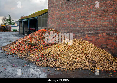 Vast heaps of rejected carrots and potatoes which do not meet the ...