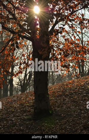 sunset in a park, light filtering through the trees, latin america ...