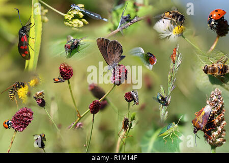 Collage of insects Stock Photo - Alamy