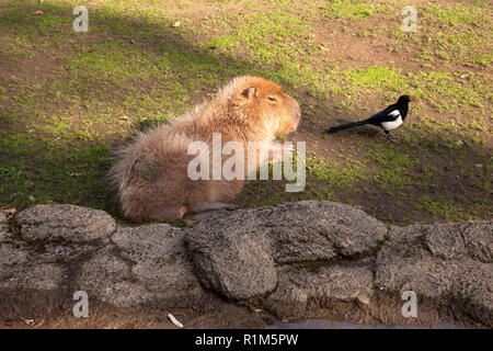 Magpie, Rhineland, NRW, Germany Stock Photo - Alamy