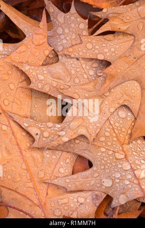 Oak leaf, Marion County, Oregon Stock Photo - Alamy