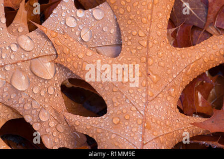 Oak leaves, Marion County, Oregon Stock Photo - Alamy