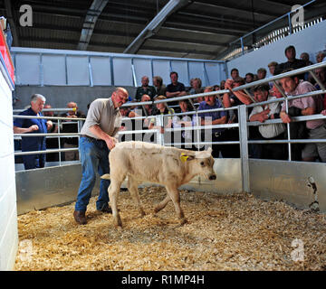 Livestock market, selling cow and calf in auction ring, Kirkby Stephen ...