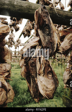 Drying fish heads - cut off fish heads hung out to dry on large ...