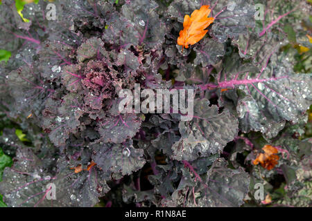 Kalette, kale sprouts or flower sprouts growing in vegetable garden ...