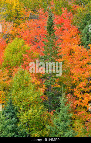 Autumn hardwoods on hillside, Lake Superior Provincial Park, Ontario ...