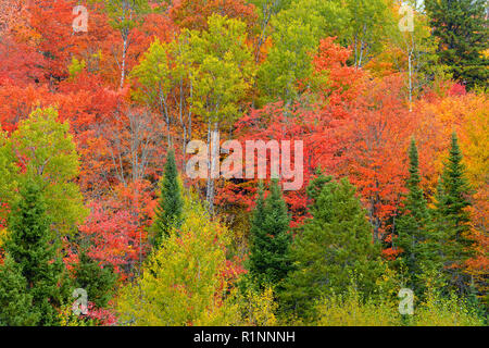 Autumn foliage in the hardwoods, Heyden, Ontario, Canada Stock Photo ...