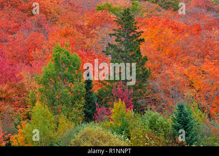 Autumn foliage in the hardwoods, Heyden, Ontario, Canada Stock Photo ...