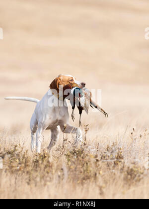 An English Pointer with a Rooster Pheasant in South Dakota Stock Photo ...