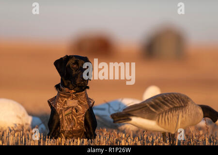 A Black lab out waterfowl hunting in North Dakota Stock Photo - Alamy