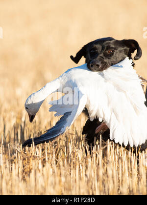 A Black lab with a goose in North Dakota Stock Photo - Alamy