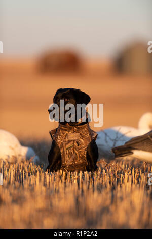A Black lab out waterfowl hunting in North Dakota Stock Photo - Alamy