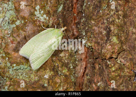 Green Oak Tortrix (Tortrix viridana Stock Photo - Alamy