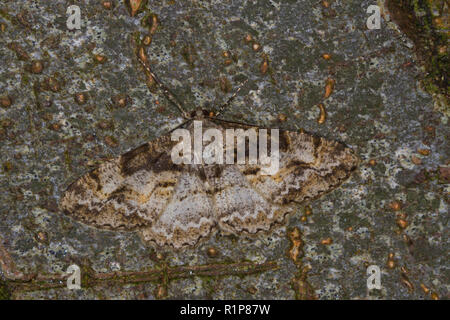 Mottled beauty moth (Alcis repandata) camouflaged on tree bark ...