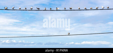 Pigeon Flock on a Wire Stock Photo - Alamy