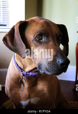 Rhodesian Ridgeback, dog, male, portrait, Germany Stock Photo - Alamy