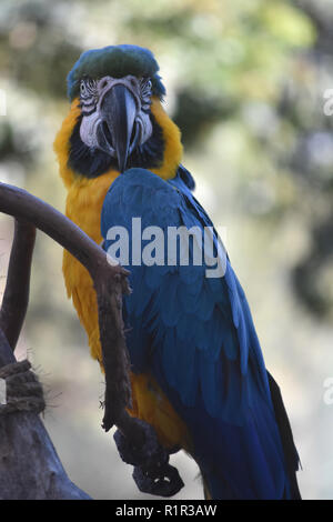 A macro of a Macaw's face Stock Photo - Alamy
