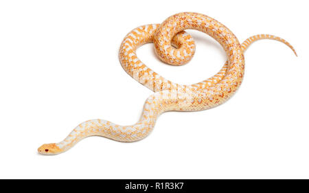 Albinos Pacific gopher snake or coast gopher snake, pituophis catenifer ...