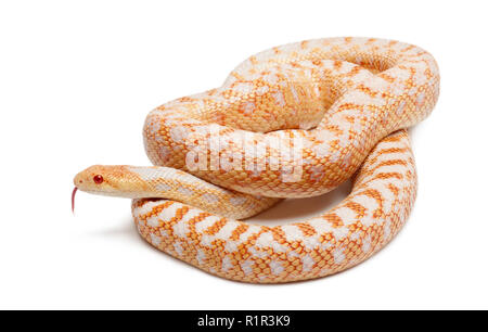 Albinos Pacific gopher snake or coast gopher snake, pituophis catenifer ...