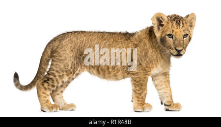 Side view of a Lion cub, 4 weeks old, isolated on white Stock Photo - Alamy