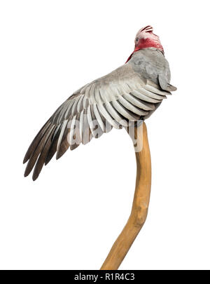 Galah (Rose-Breasted) Cockatoo flapping its wings, Bickley in the Perth ...