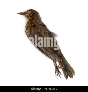 Dead blackbird on white background Stock Photo - Alamy