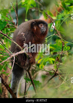 Coppery titi (Callicebus cupreus), portrait, adult, captive Stock Photo ...