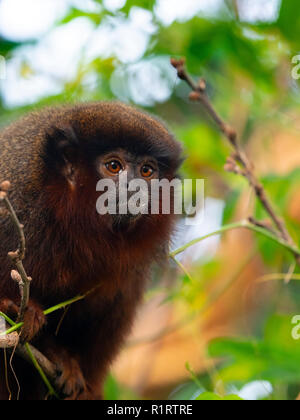 Coppery titi (Callicebus cupreus), portrait, adult, captive Stock Photo ...