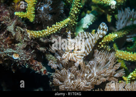 Radial filefish [Acreichthys radiatus] amongst soft coral polyps [Xenia ...