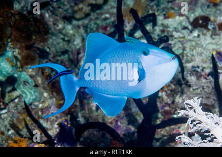 Redtooth Triggerfish, Odonus niger.This fish has the mouth open showing ...