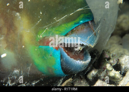 Indian Parrotfish (Scarus Strongylocephalus), cocoon, sleeping bag ...