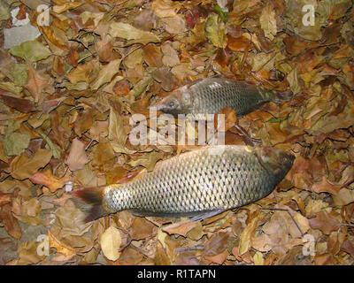 Freshwater fish caught in the Danube River in November Stock Photo - Alamy
