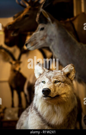 Profile of a stuffed, dead, taxidermy wolf, coyote. At the Museum of ...