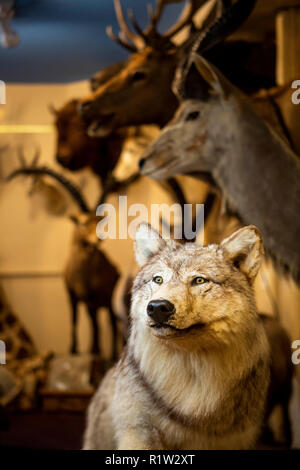 Profile of a stuffed, dead, taxidermy wolf, coyote. At the Museum of ...