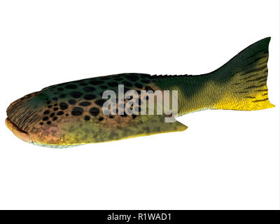 Drepanaspis is an extinct primitive jawless fish in the Devonian Period ...