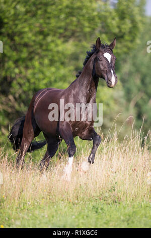 Oldenburg Horse. Black gelding galloping on a pasture. Austria Stock ...