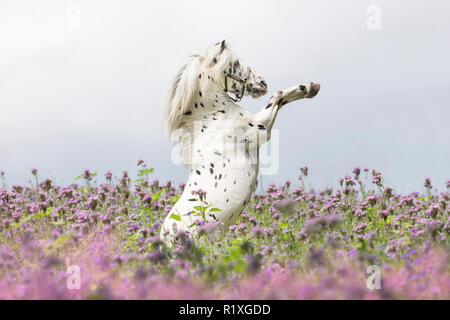 Rearing Shetland pony in the field Stock Photo - Alamy