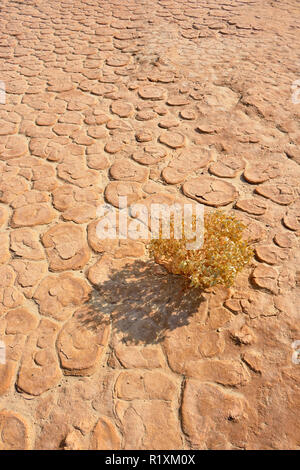 Desert Holly, Atriplex hymenelytra, in the Mojave Desert in Death ...