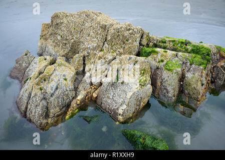 Barnacles and seaweed in rock pool on Pembrokeshire Coast at Poppit ...
