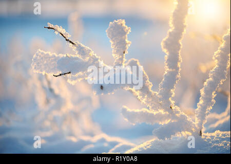 Rose bushes covered with newly fallen snow Stock Photo - Alamy