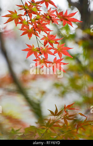 Nanjin, Nanjin, China. 15th Nov, 2018. Nanjing, CHINA-Autumn scenery of ...