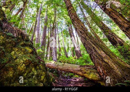 Natural scenery of the forests in Redwood National Park, California ...