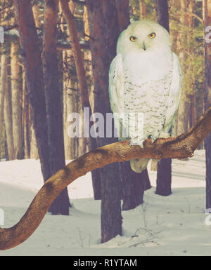 Sitting snowy owl at wildness in winter time Stock Photo - Alamy