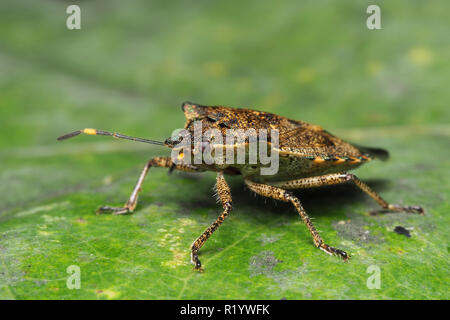 Bronze Shieldbug (Troilus luridus) at rest on oak leaf. Tipperary ...