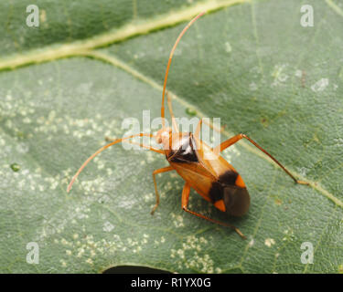 Megacoelum infusum mirid bug on oak leaf. Tipperary, Ireland Stock ...