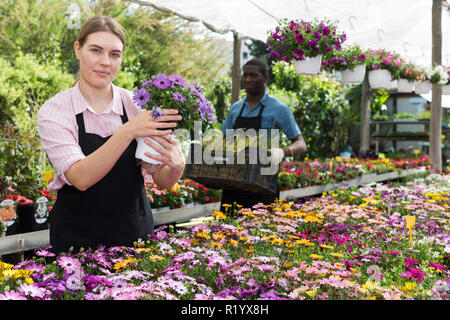 Successful skilled florist girl working with flowers in greenhouse ...