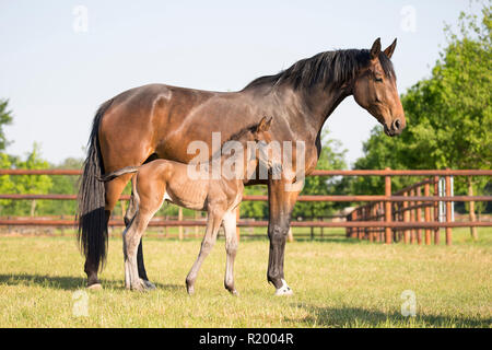 Oldenburg Horse. Bay mare with colt standing on a pasture. Germany ...