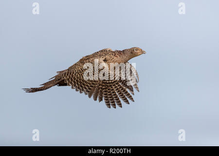 Ring-Necked Pheasant in flight against blue sky Stock Photo - Alamy